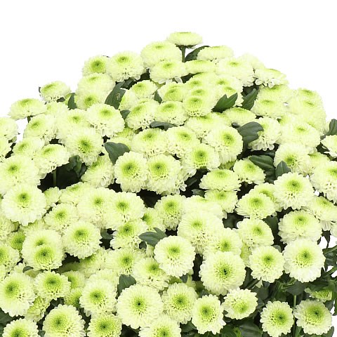CHRYSANT SAN. SIRA 55cm | Wholesale Dutch Flowers & Florist Supplies UK