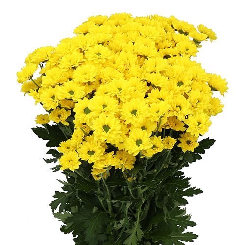 CHRYSANT SAN. SKIPPY 55cm | Wholesale Dutch Flowers & Florist Supplies UK