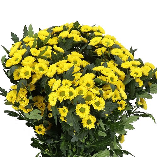 CHRYSANT SAN. SMILEY 55cm | Wholesale Dutch Flowers & Florist Supplies UK