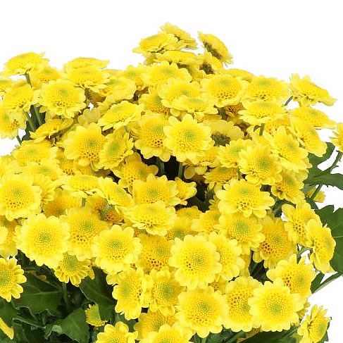 CHRYSANT SAN. SUN UP SUNNY 55cm | Wholesale Dutch Flowers & Florist ...