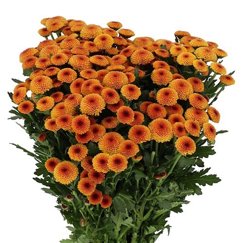 CHRYSANT SAN. TOO GOOD 55cm | Wholesale Dutch Flowers & Florist Supplies UK