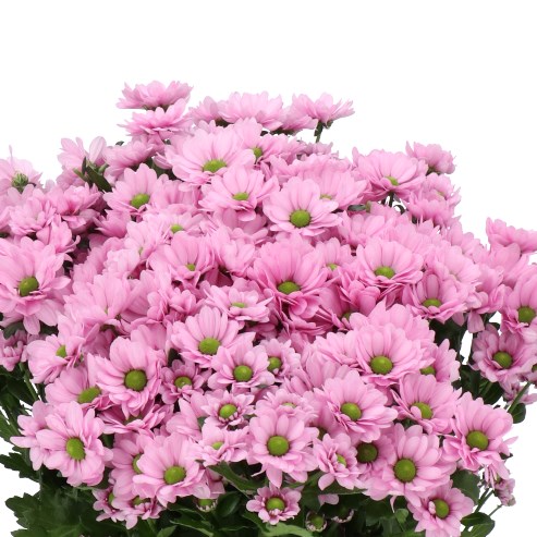 CHRYSANT SAN. TWINKLY 55cm | Wholesale Dutch Flowers & Florist Supplies UK