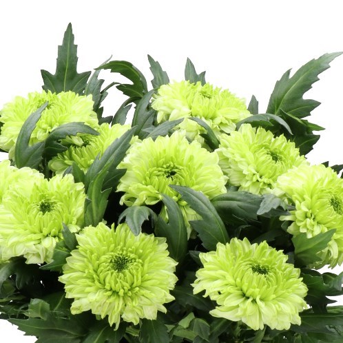 CHRYSANT SGL. ALVERA 70cm 80gm | Wholesale Dutch Flowers & Florist ...