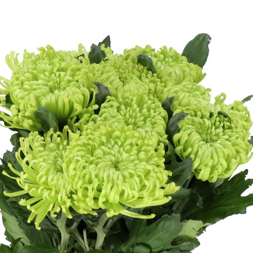 CHRYSANT SGL. ANASTASIA DARK GREEN 70cm | Wholesale Dutch Flowers ...