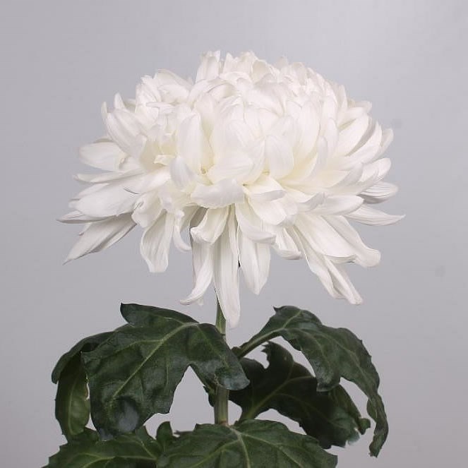 CHRYSANT SGL. ANTONOV 70cm 100gm | Wholesale Dutch Flowers & Florist ...