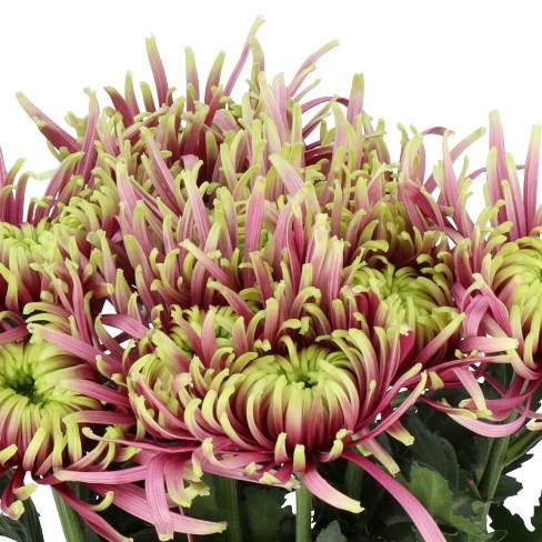 CHRYSANT SGL. BALTAZAR 70cm 65gm | Wholesale Dutch Flowers & Florist ...