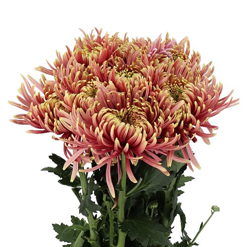 CHRYSANT SGL. BALTAZAR FLAME 70cm 65gm | Wholesale Dutch Flowers ...