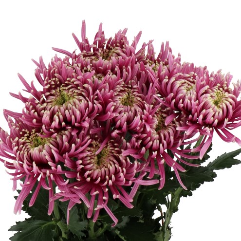 CHRYSANT SGL. BALTAZAR INTENSE 70cm 65gm | Wholesale Dutch Flowers ...