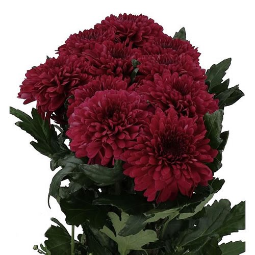 CHRYSANT SGL. BARCA 80cm 65gm | Wholesale Dutch Flowers & Florist ...