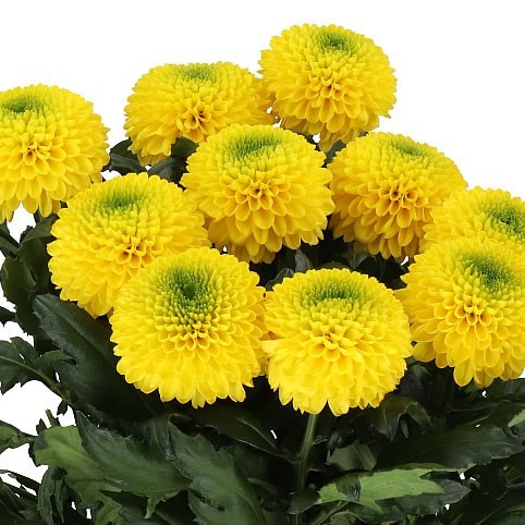 CHRYSANT SGL. BRASILIANA 70cm 65gm | Wholesale Dutch Flowers & Florist ...