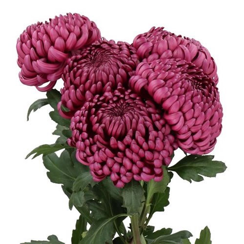 CHRYSANT SGL. DAILY MIRROR 80cm 100gm | Wholesale Dutch Flowers ...