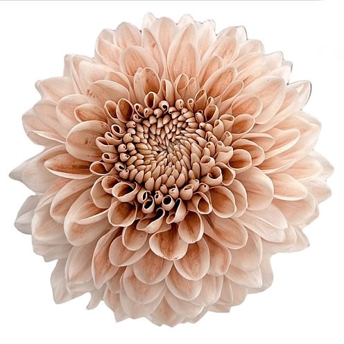 CHRYSANT SGL. DYED DUSTY CAFE 75cm | Wholesale Dutch Flowers & Florist ...