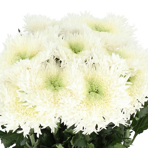 CHRYSANT SGL. ETRUSKO WHITE 70cm 70gm | Wholesale Dutch Flowers ...