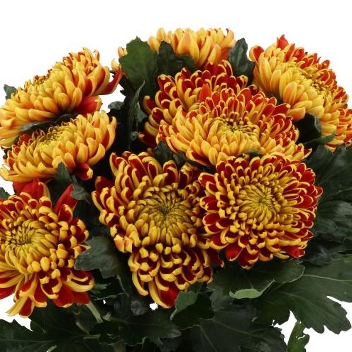 CHRYSANT SGL. FUEGO 75cm 95gm | Wholesale Dutch Flowers & Florist ...