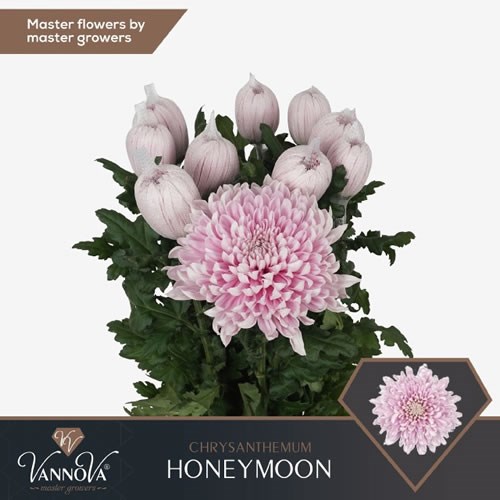 CHRYSANT SGL. HONEYMOON 70cm 90gm | Wholesale Dutch Flowers & Florist ...
