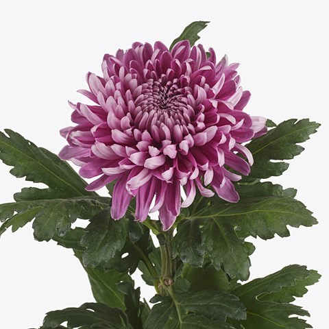 CHRYSANT SGL. HORNBILL DARK 80cm 110gm | Wholesale Dutch Flowers ...