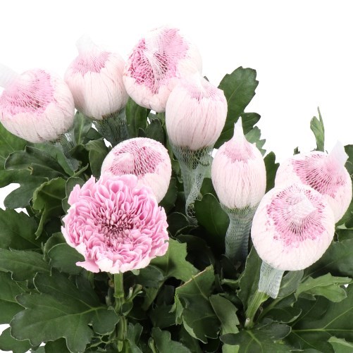 CHRYSANT SGL. KALIMBA 70cm | Wholesale Dutch Flowers & Florist Supplies UK