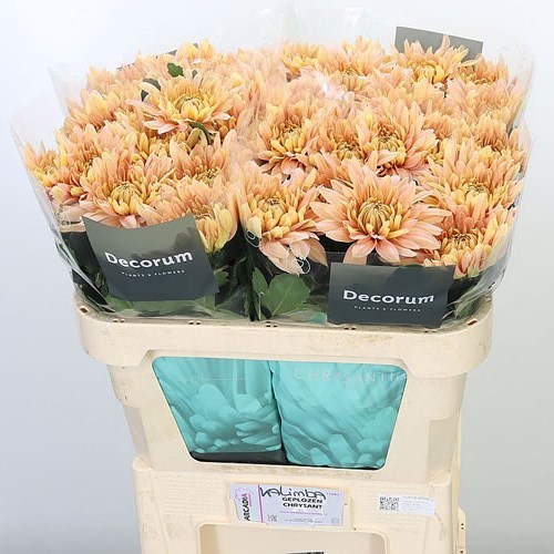 CHRYSANT SGL. KALIMBA SALMON 70cm 95gm | Wholesale Dutch Flowers ...