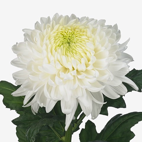 CHRYSANT SGL. MAGNUM 70cm 100gm | Wholesale Dutch Flowers & Florist ...