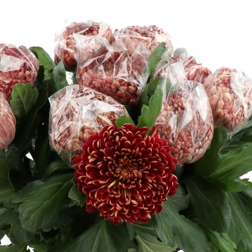 CHRYSANT SGL. MARLEN 80cm 130gm | Wholesale Dutch Flowers & Florist ...