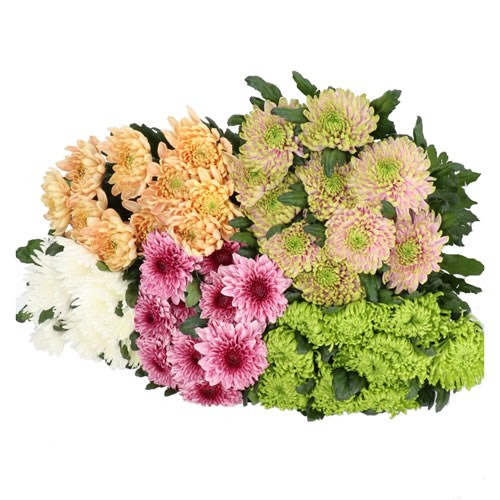 CHRYSANT SGL. MIX 70cm | Wholesale Dutch Flowers & Florist Supplies UK