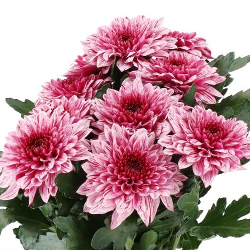 CHRYSANT SGL. PIP 70cm 80gm | Wholesale Dutch Flowers & Florist Supplies UK