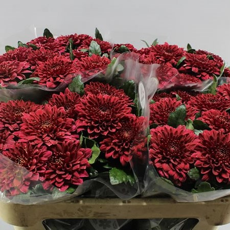 CHRYSANT SGL. PIP RED 70cm 80gm | Wholesale Dutch Flowers & Florist ...