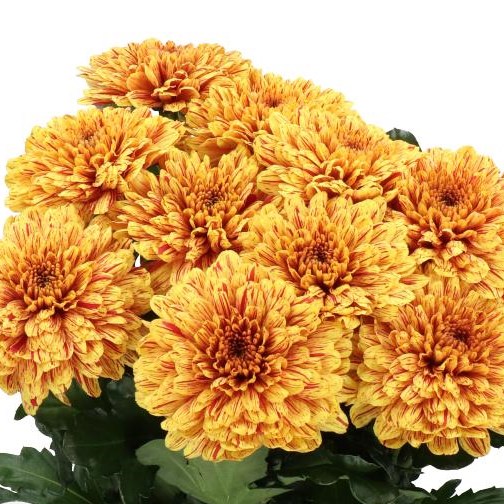 CHRYSANT SGL. PUMPKIN 70cm 85gm | Wholesale Dutch Flowers & Florist ...
