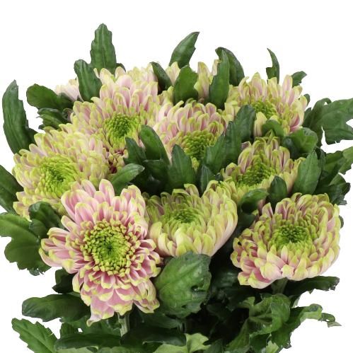 CHRYSANT SGL. ROSSANO CHARLOTTE 70cm 75gm | Wholesale Dutch Flowers ...
