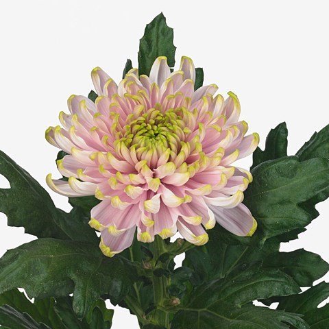 CHRYSANT SGL. ROSSANO CHARLOTTE 70cm 75gm | Wholesale Dutch Flowers ...