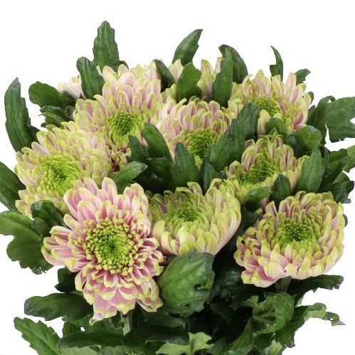CHRYSANT SGL. ROSSANO CHARLOTTE 70cm 80gm | Wholesale Dutch Flowers ...
