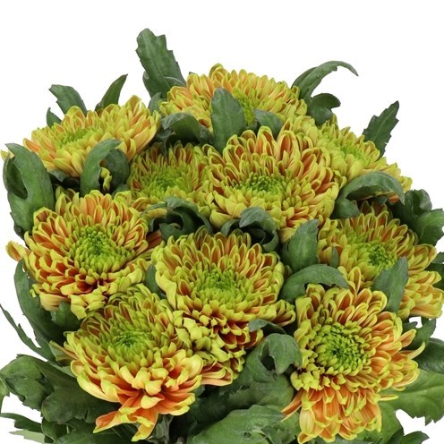 CHRYSANT SGL. ROSSANO ELIZABETH 70cm 70gm | Wholesale Dutch Flowers ...