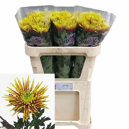 CHRYSANT SGL. SAFFINA 70cm 75gm | Wholesale Dutch Flowers & Florist ...
