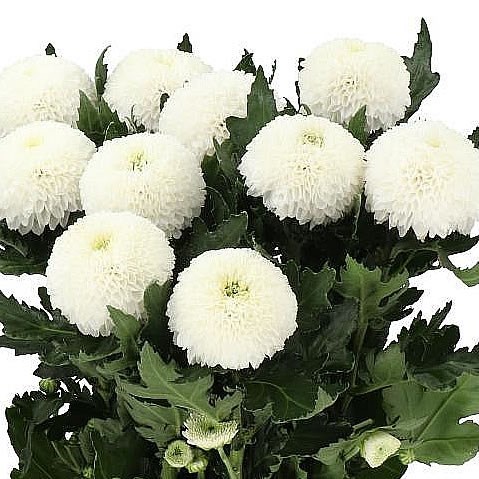 CHRYSANT SGL. SUPERBOWL 70cm 70gm | Wholesale Dutch Flowers & Florist ...