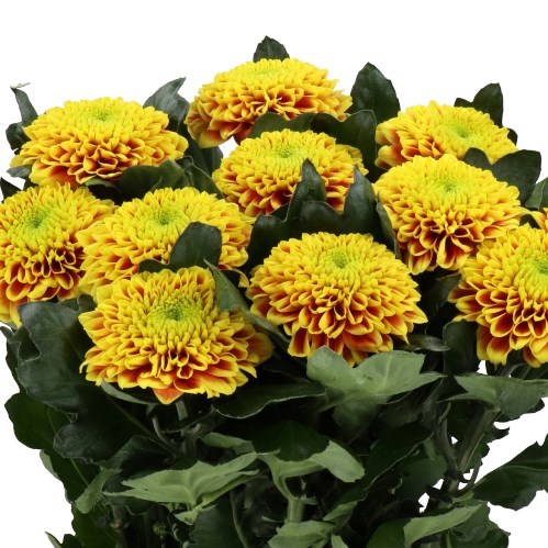 CHRYSANT SGL. TROPICANA 70cm 75gm | Wholesale Dutch Flowers & Florist ...