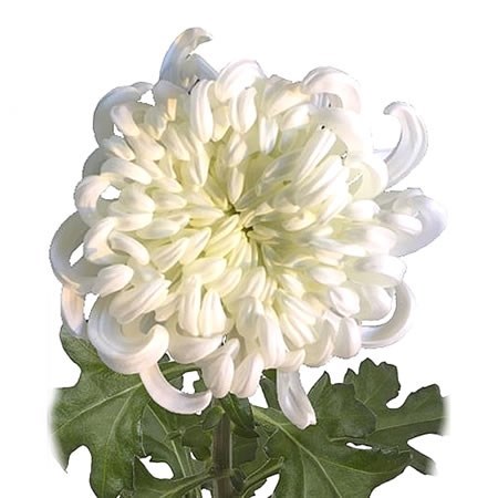 CHRYSANT SGL. VIENNA WHITE 70cm 95gm | Wholesale Dutch Flowers ...