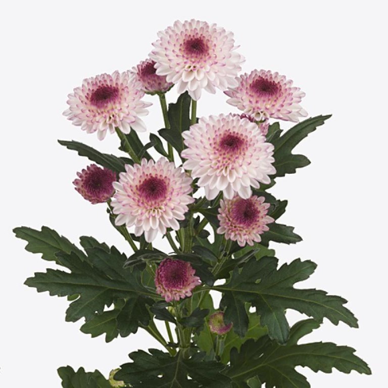 CHRYSANT SPR. ABBEY 65cm 70gm | Wholesale Dutch Flowers & Florist ...
