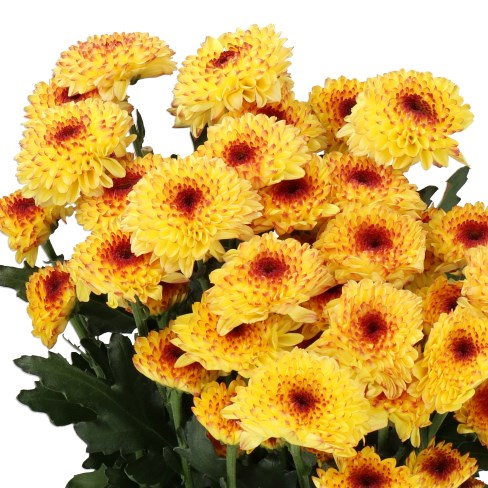 CHRYSANT SPR. ABBEY YELLOW 70cm | Wholesale Dutch Flowers & Florist ...