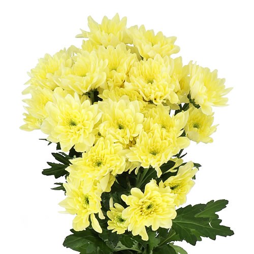 CHRYSANT SPR. BALTICA CREAM 70cm 90gm | Wholesale Dutch Flowers ...
