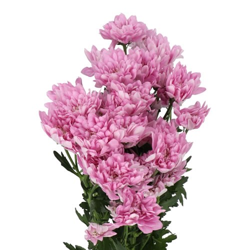 CHRYSANT SPR. BALTICA PINK 70cm 85gm | Wholesale Dutch Flowers ...