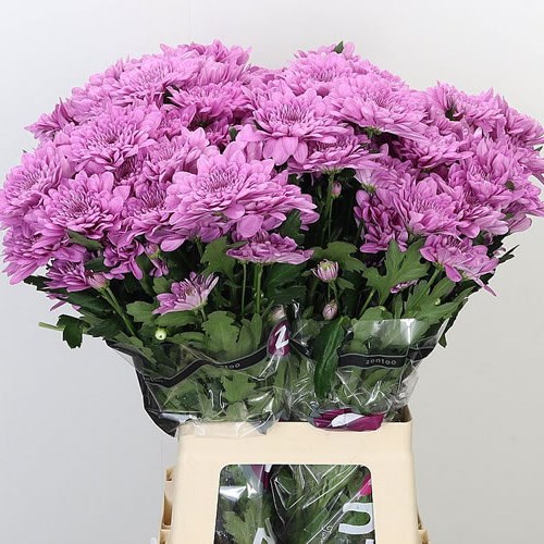 CHRYSANT SPR. BARONIA 70cm 85gm | Wholesale Dutch Flowers & Florist ...