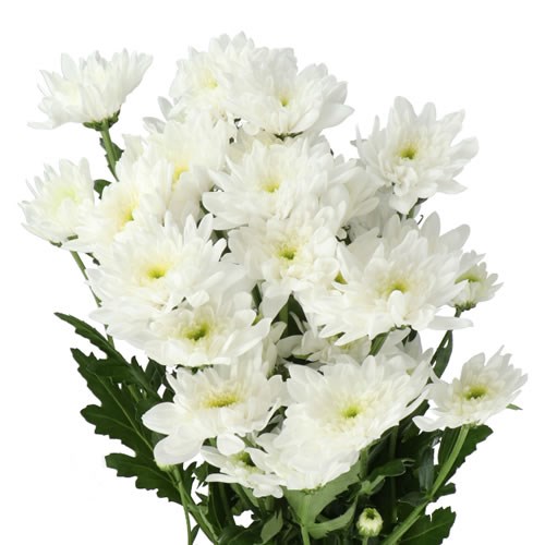 CHRYSANT SPR. BONITA 65cm 70gm | Wholesale Dutch Flowers & Florist ...