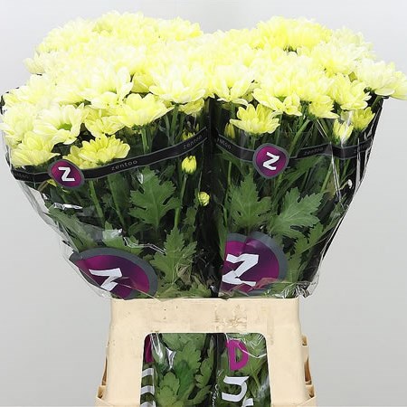 CHRYSANT SPR. CHIC CREAM 70cm 75gm | Wholesale Dutch Flowers & Florist ...