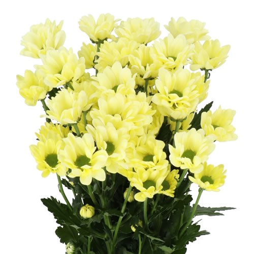 CHRYSANT SPR. CHIC CREAM 70cm 75gm | Wholesale Dutch Flowers & Florist ...
