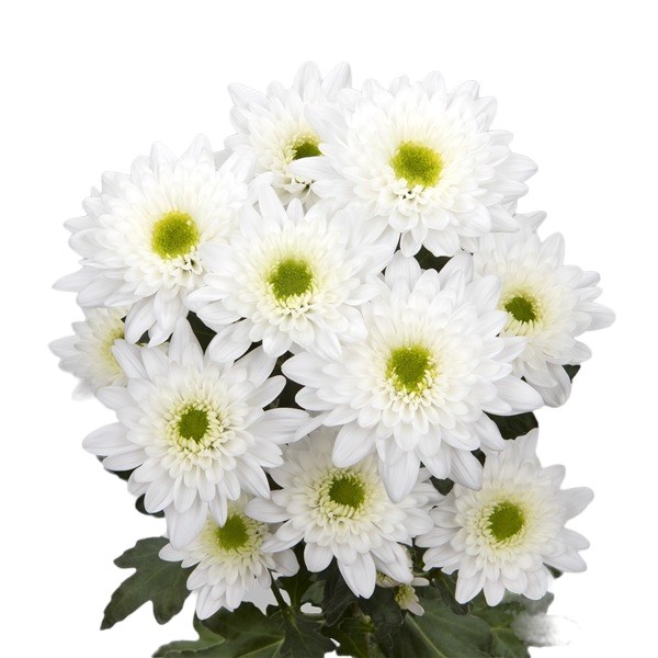 CHRYSANT SPR. COMMANDER 70cm 100gm | Wholesale Dutch Flowers & Florist ...
