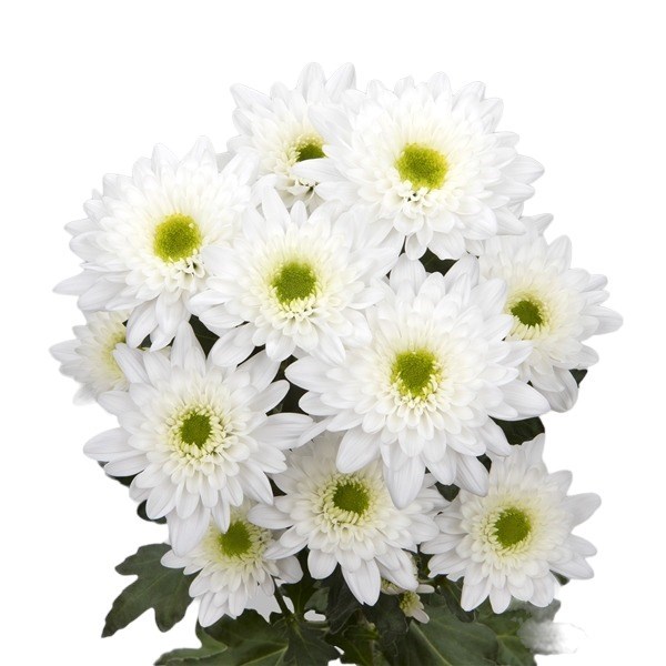 CHRYSANT SPR. COMMANDER 70cm 80gm | Wholesale Dutch Flowers & Florist ...