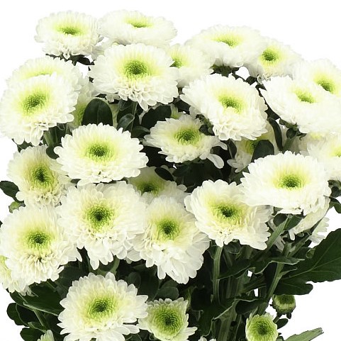 CHRYSANT SPR. DAYDREAM 70cm 80gm | Wholesale Dutch Flowers & Florist ...