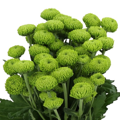 CHRYSANT SPR. DELIGREEN 70cm 75gm | Wholesale Dutch Flowers & Florist ...