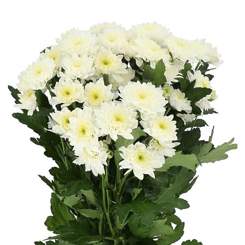 CHRYSANT SPR. EURO 70cm 80gm | Wholesale Dutch Flowers & Florist ...