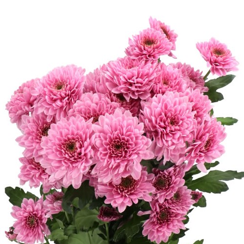 CHRYSANT SPR. FABIENNE 70cm 75gm | Wholesale Dutch Flowers & Florist Supplies UK